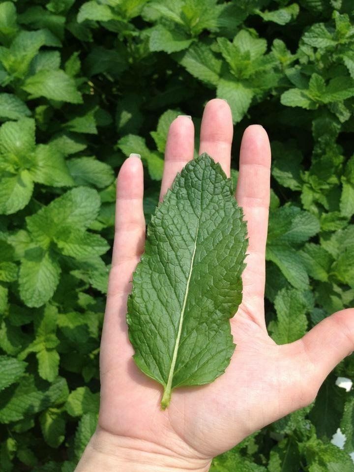 Turn-Key System Installation | Aquaponics | Clermont FL